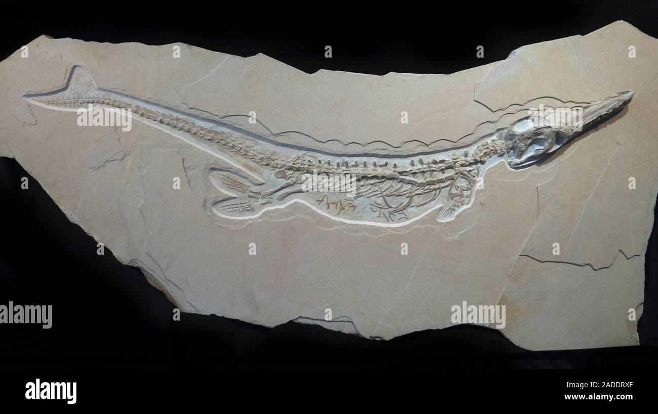 Jurassic crocodile fossil. This marine crocodile is being studied and ...