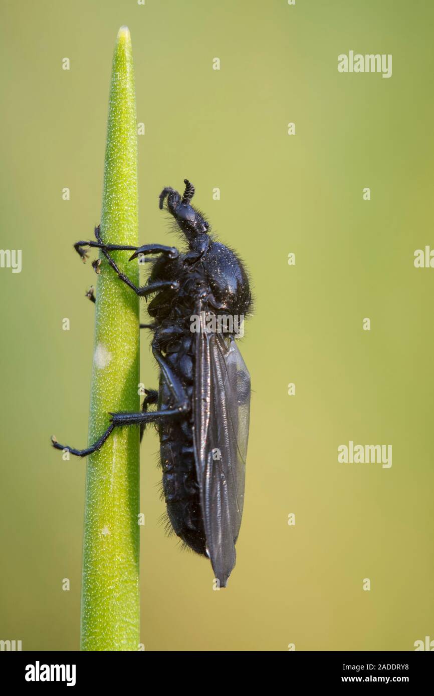 Lateral view of a female St Marks, or hawthorn, fly (Bibio marci) so ...