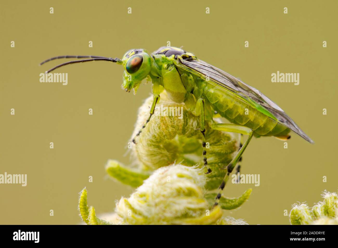 A very distinctive bright sawfly (Rhogogaster viridis) resting on an ...