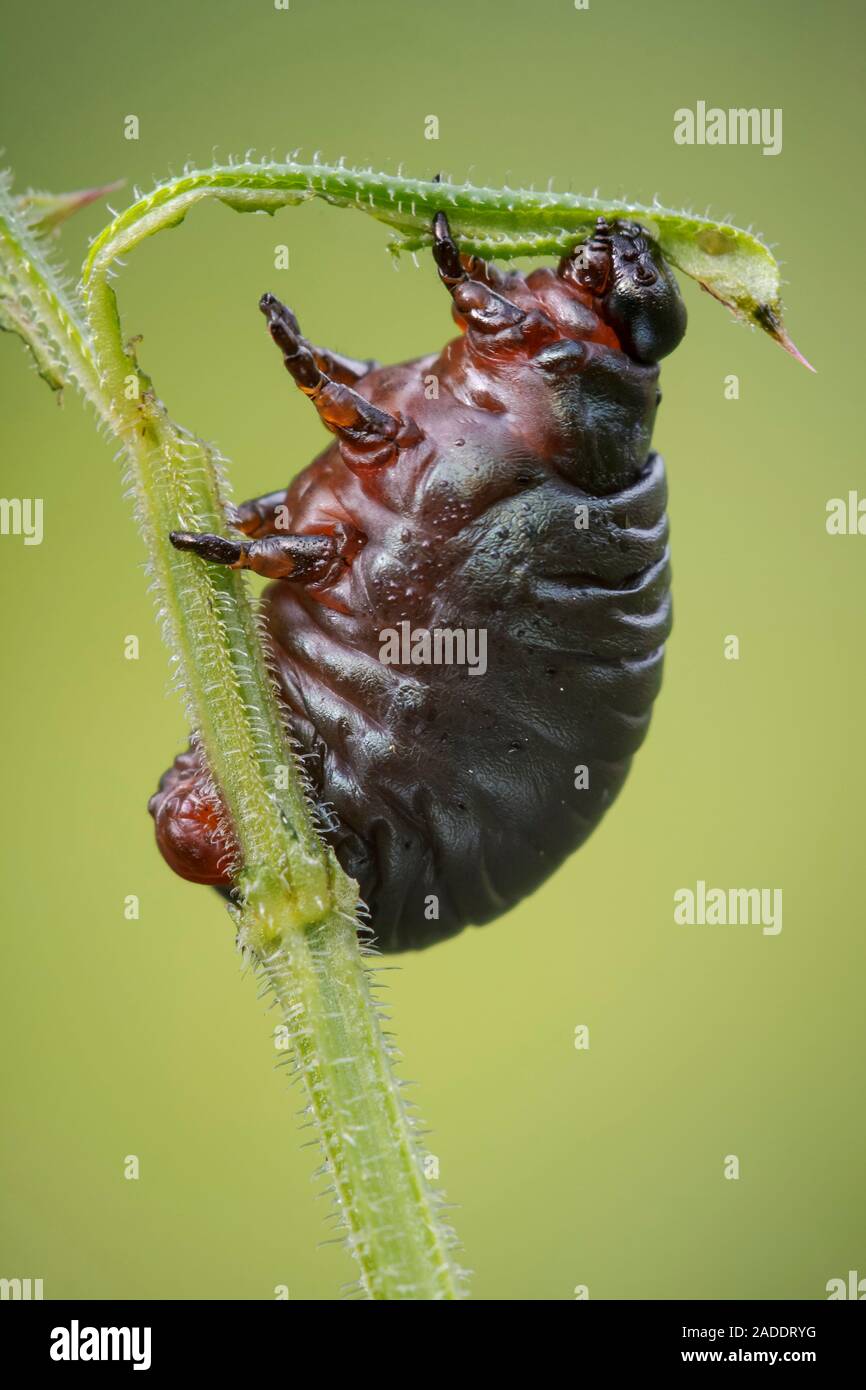 A larva of the bloody nosed beetle (Timarcha tenebricosa) feeding. The ...