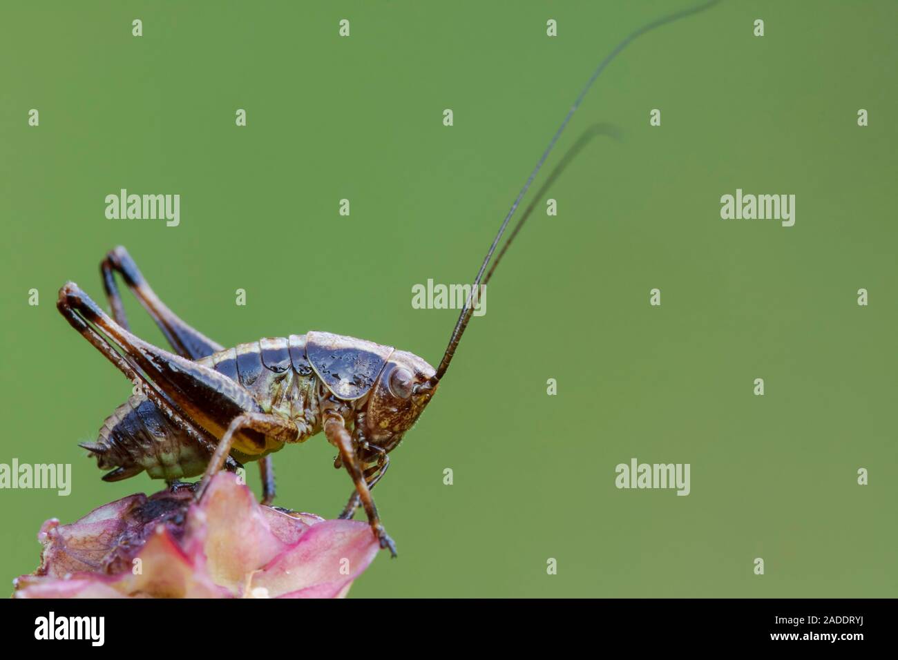 A side view of a mid/late instar juvenile dark bush cricket ...
