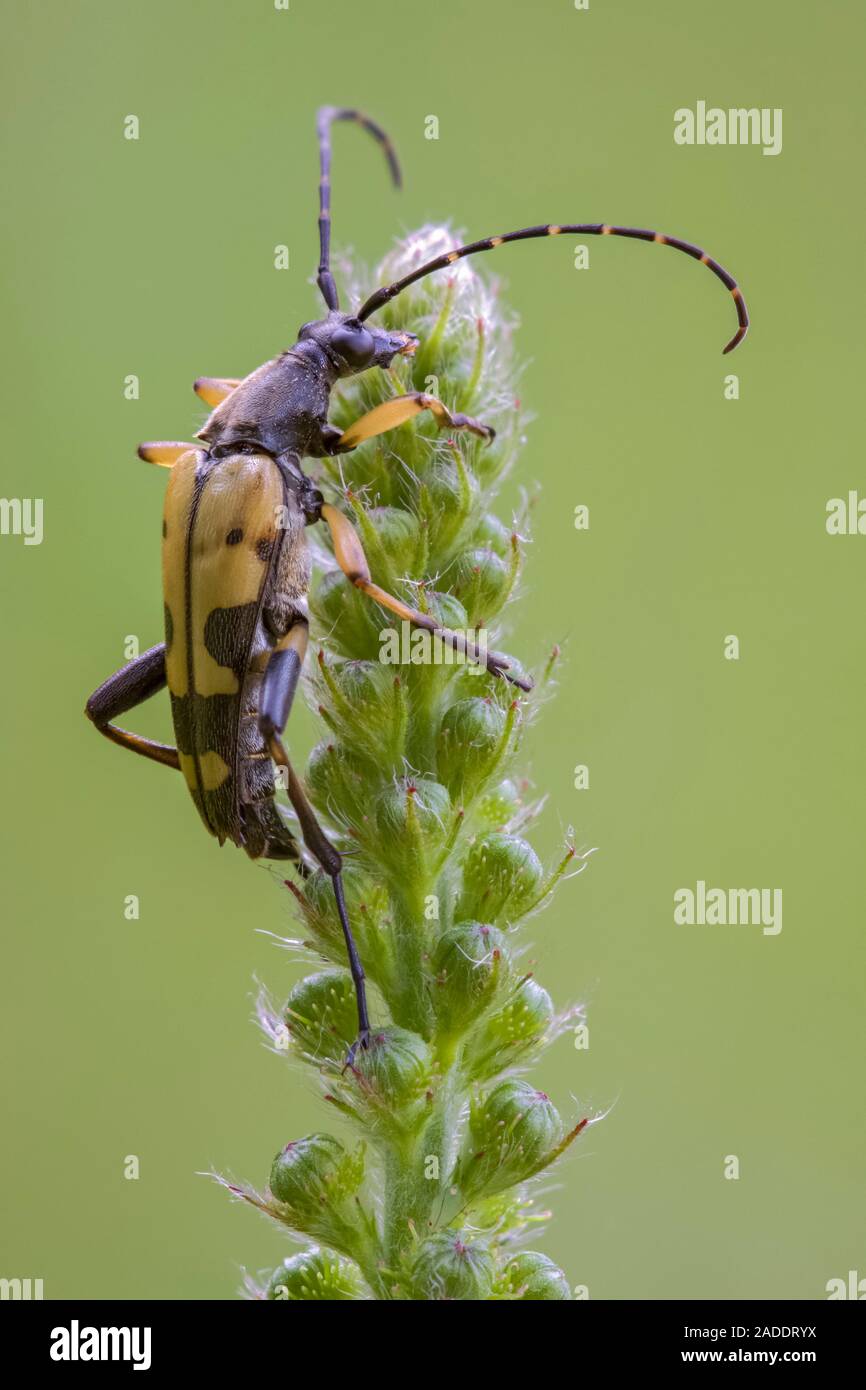 A close-up view of a longhorn beetle (Rutpela maculata) resting on the ...