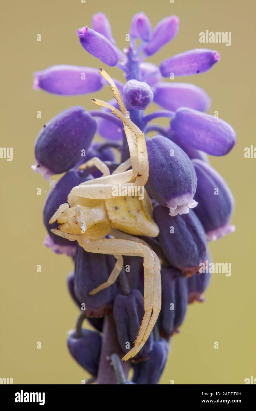 A crab spider (Thomisus onustus) hunting on a muscari flower. These ...