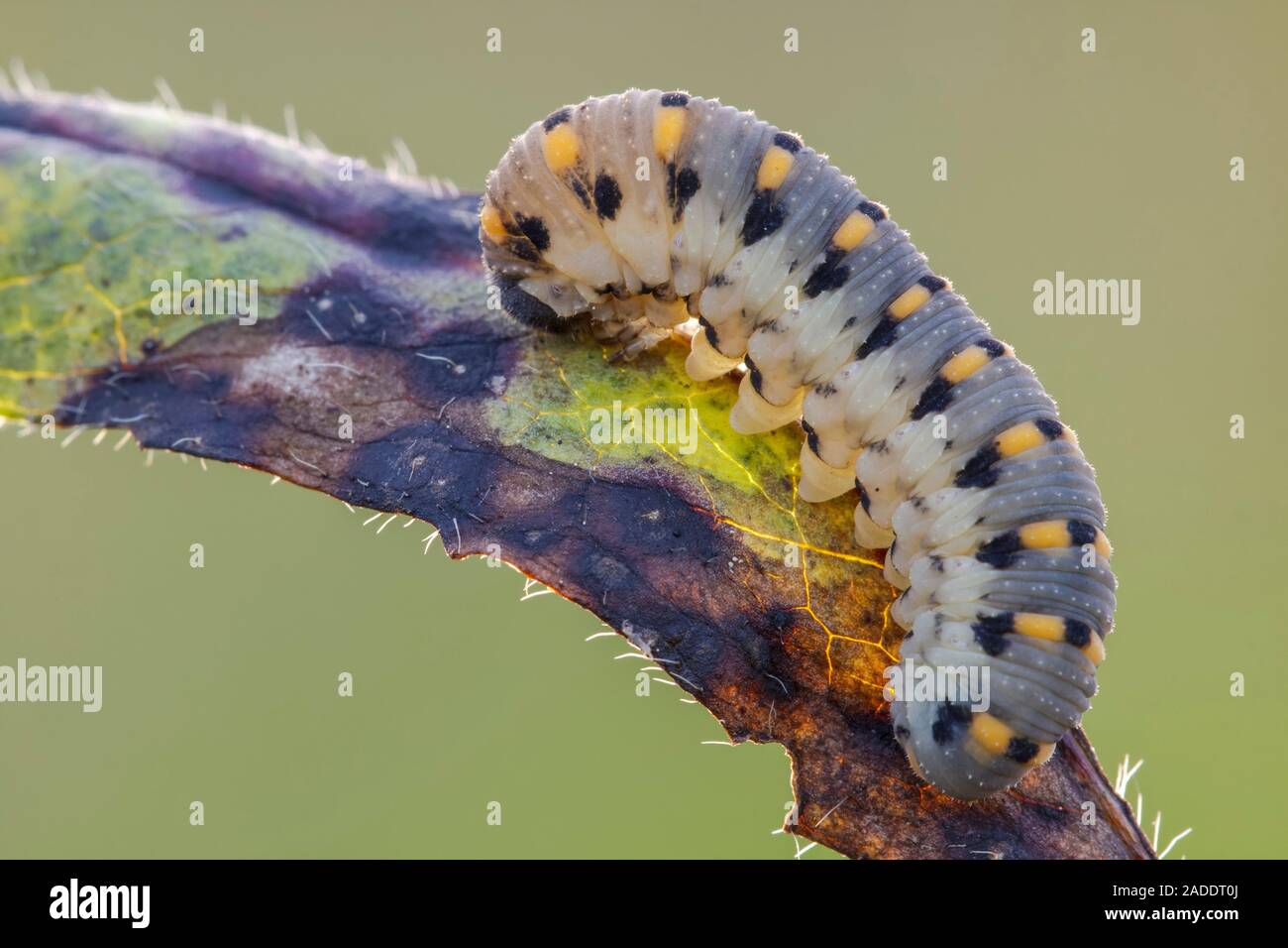 A large and distinctive caterpillar like larva of the club horned ...