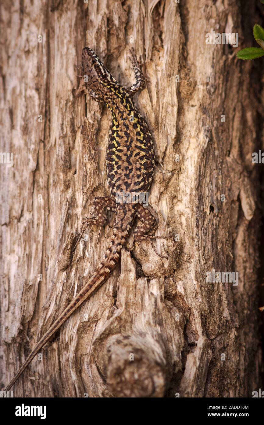 A male common wall lizard (Podarcis muralis) in its breeding colours ...