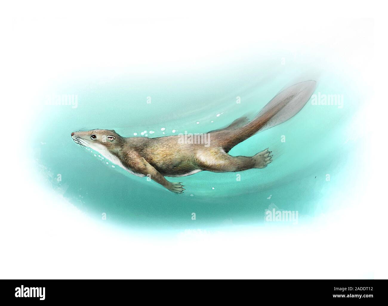 Castorocauda prehistoric aquatic mammal, illustration. This extinct ...