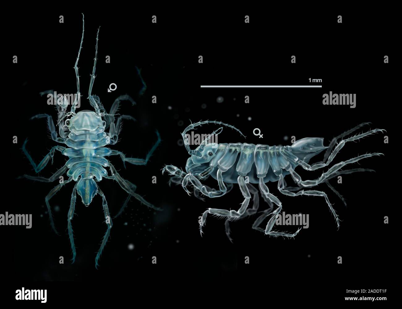 Uromunna naherba male and female crustaceans, illustration. This is an ...
