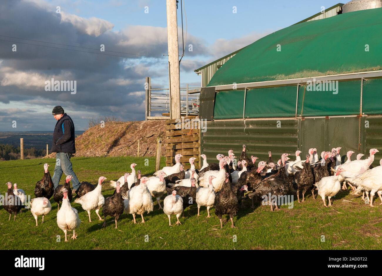 Poultry farm ireland hi-res stock photography and images - Alamy