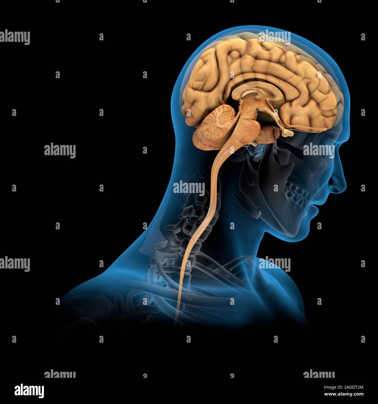 Brain and skull anatomy. Illustration of the human brain and skull ...
