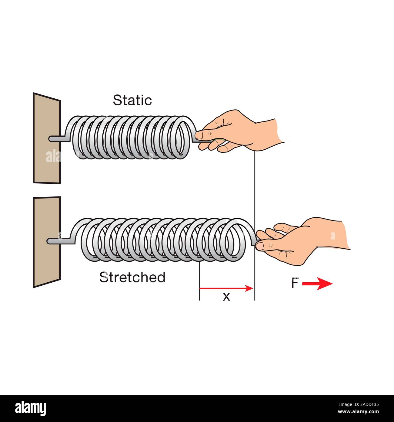 Elastic potential energy in a spring, computer illustration. Elastic ...