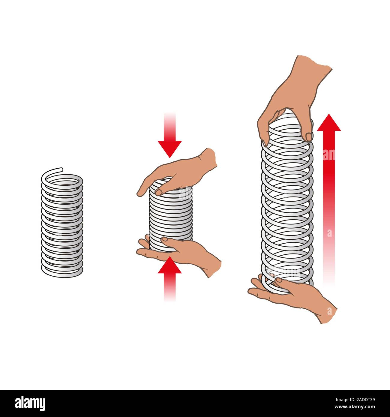 Elastic potential energy in a spring, illustration. Elastic potential ...