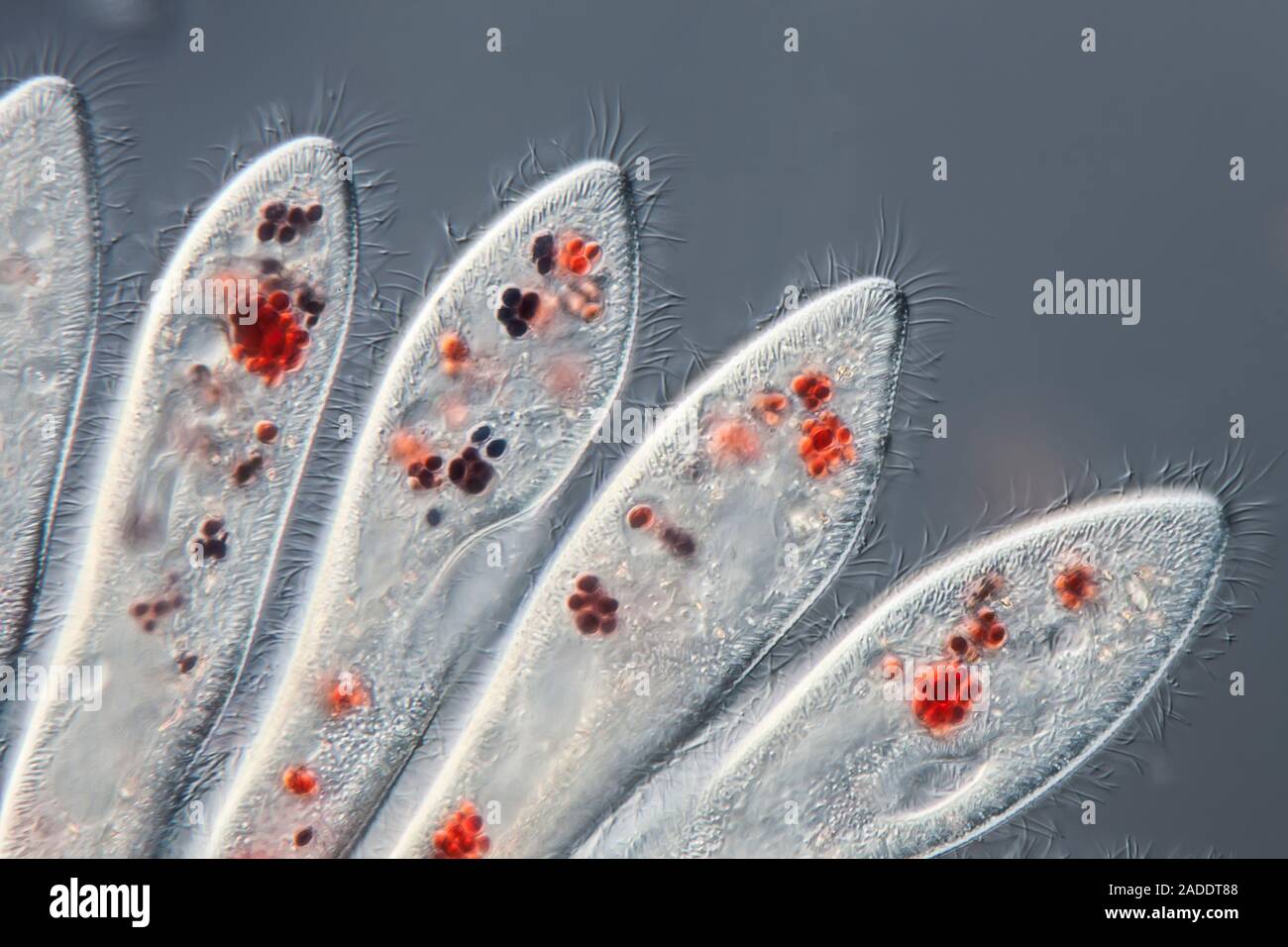 Light micrograph of Paramecium caudatum protozoa, showing food vacuoles containing red-stained ...