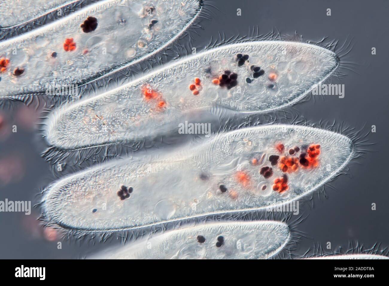 Light micrograph of Paramecium caudatum protozoa, showing food vacuoles containing red-stained ...