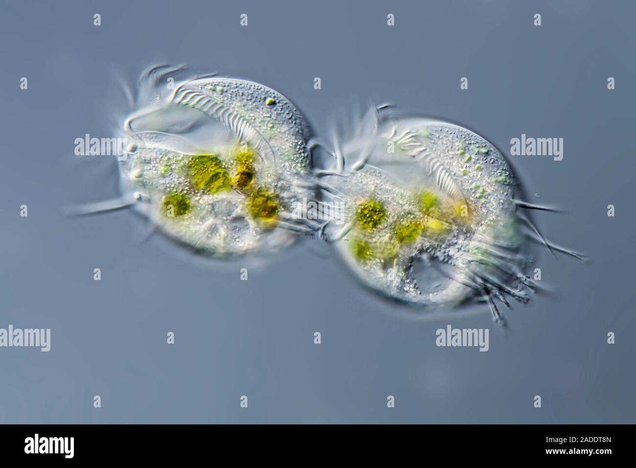 Light micrograph of living Euplotes sp. hypotrich ciliates during a ...