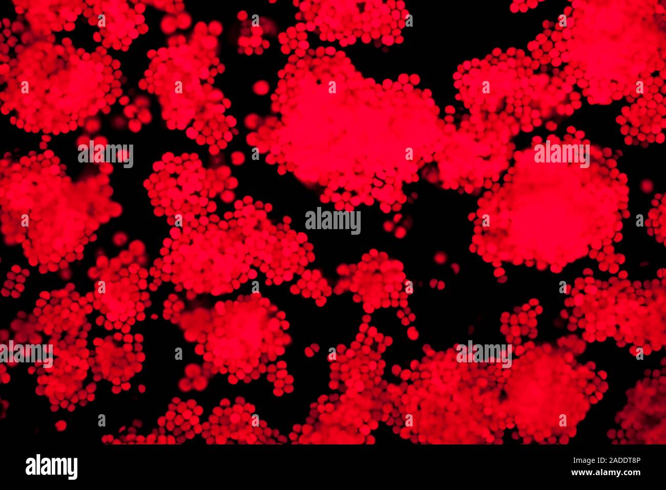 Light micrograph of Chlorococcum sp. green algae, grown on a submersed ...