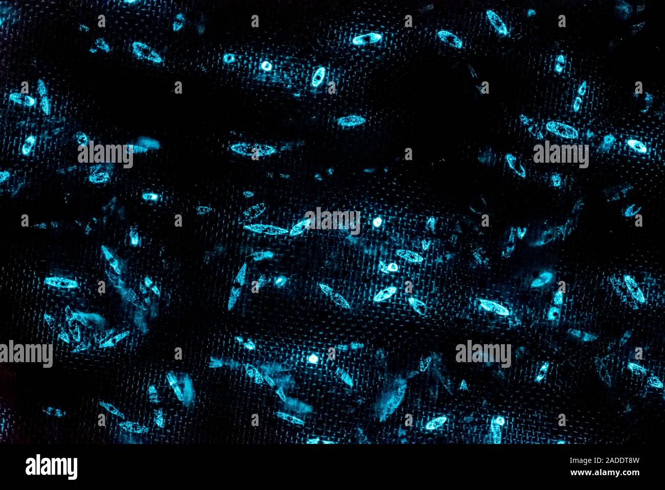 Light micrograph of bioluminescent plankton glowing bright blue as it ...