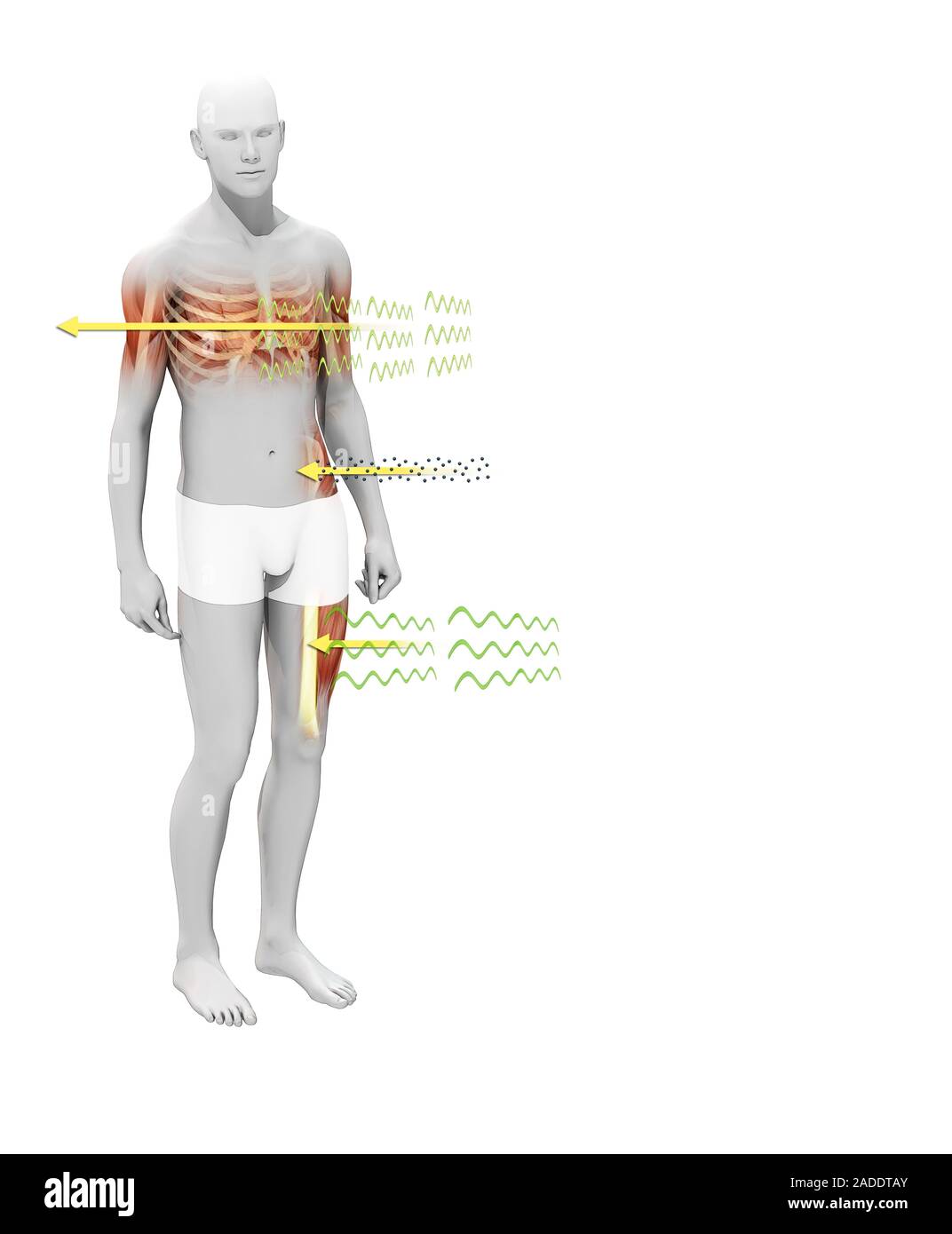 Radiation effects on humans, illustration. Three types of radiation are ...