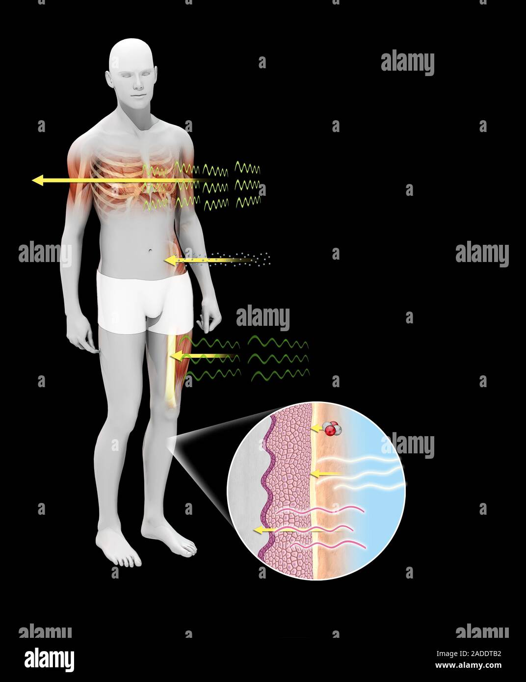 Radiation effects on humans, illustration. Six types of radiation are ...