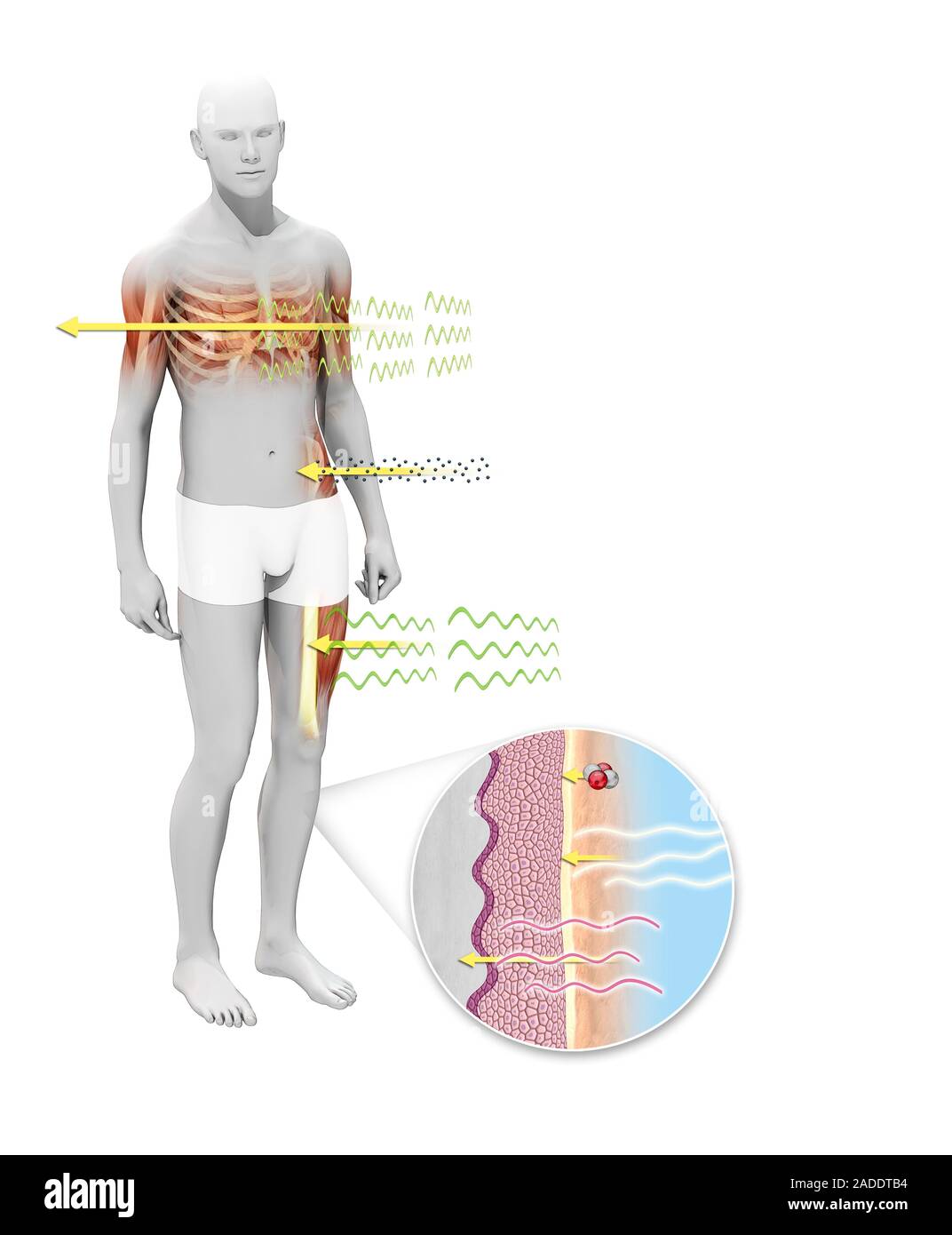 Radiation effects on humans, illustration. Six types of radiation are ...