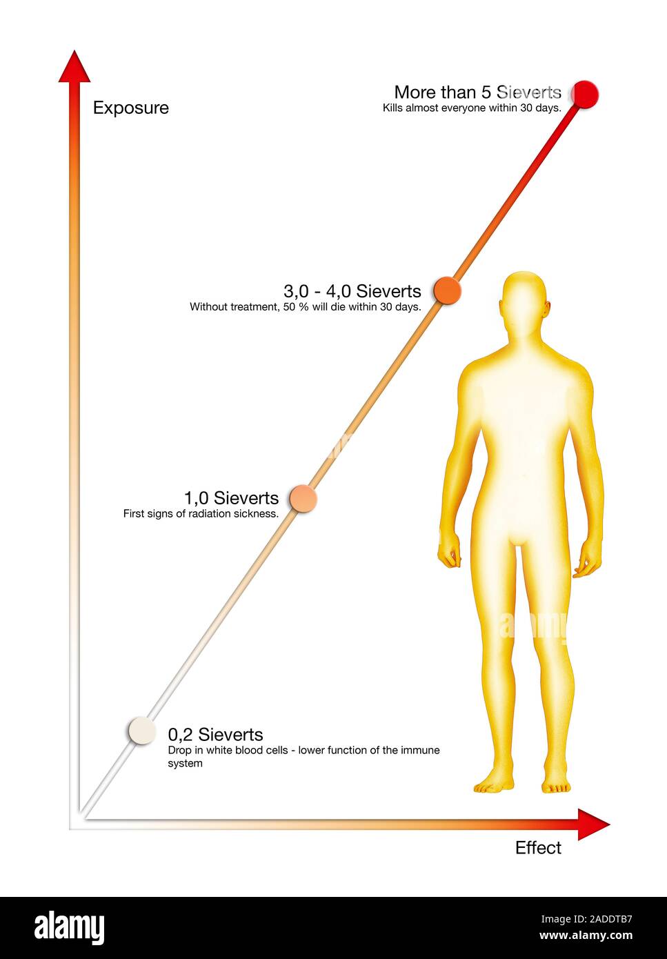 Radiation exposure effects on humans, illustration. Labelled graph ...