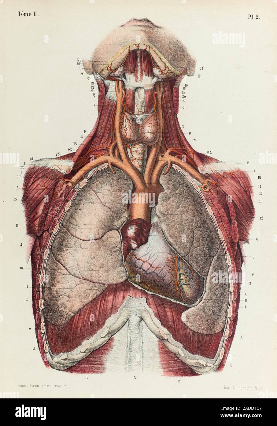 Chest organs and blood vessels, 1866 illustration. This dissection ...