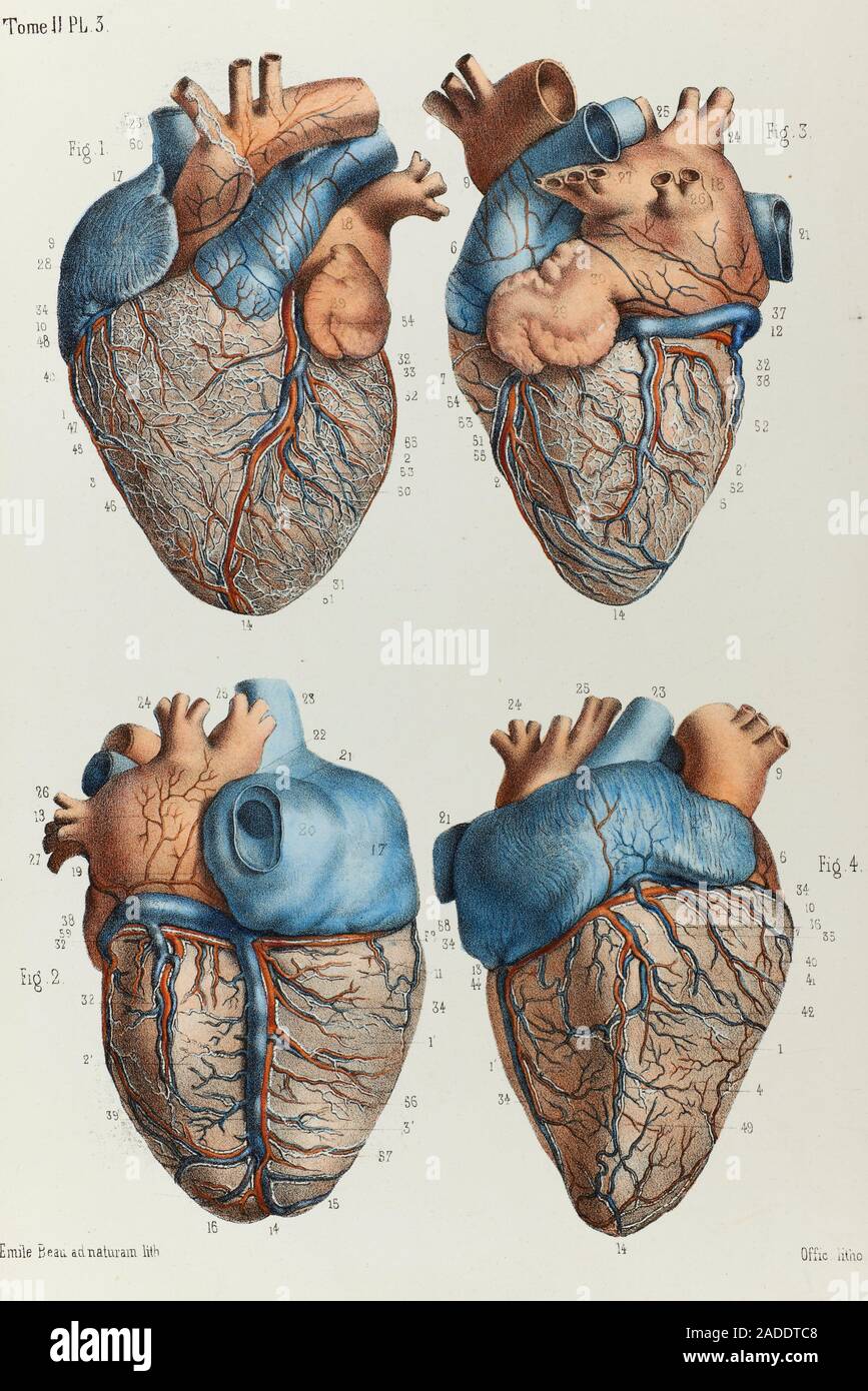 Heart anatomy, 1866 illustration. The four views are: anterior (frontal ...