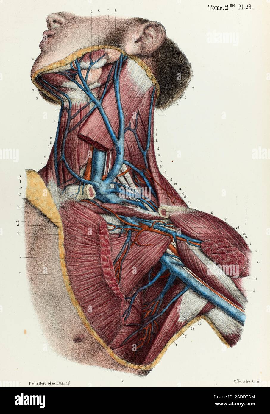 Neck and armpit veins, 1866 illustration. This page is plate 28 from ...
