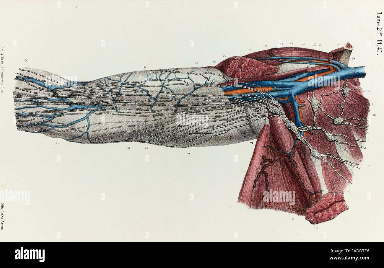 Upper arm lymphatic vessels, 1866 illustration. The lymphatic vessels ...