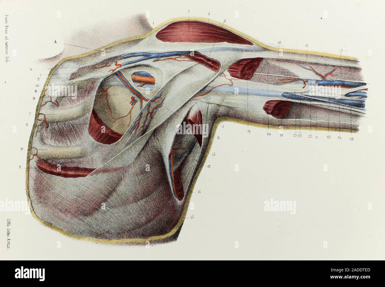 Armpit facsia, 1866 illustration. Fascia (grey) are bands or sheets of ...