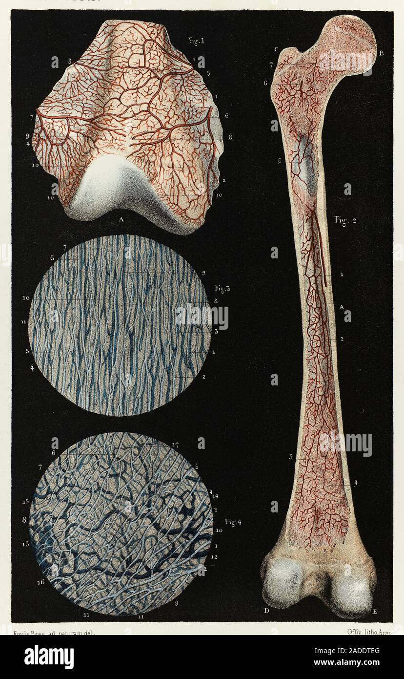 Bone blood vessels, 1866 illustration. At right is the internal blood ...