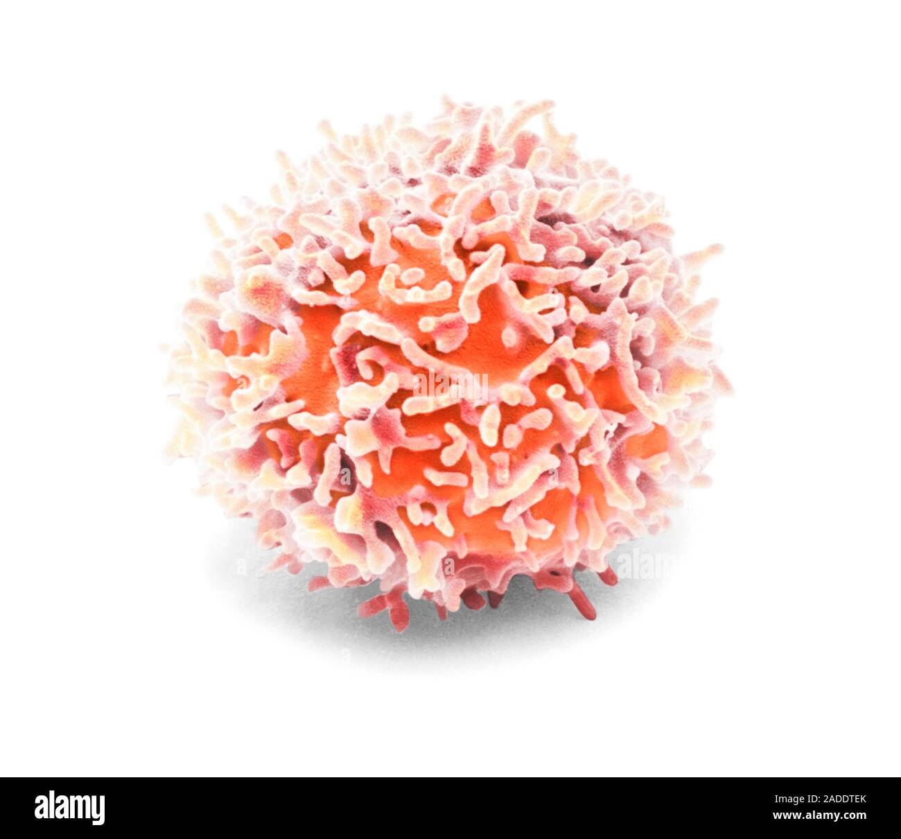 Natural killer (NK) cell, coloured scanning electron micrograph (SEM ...