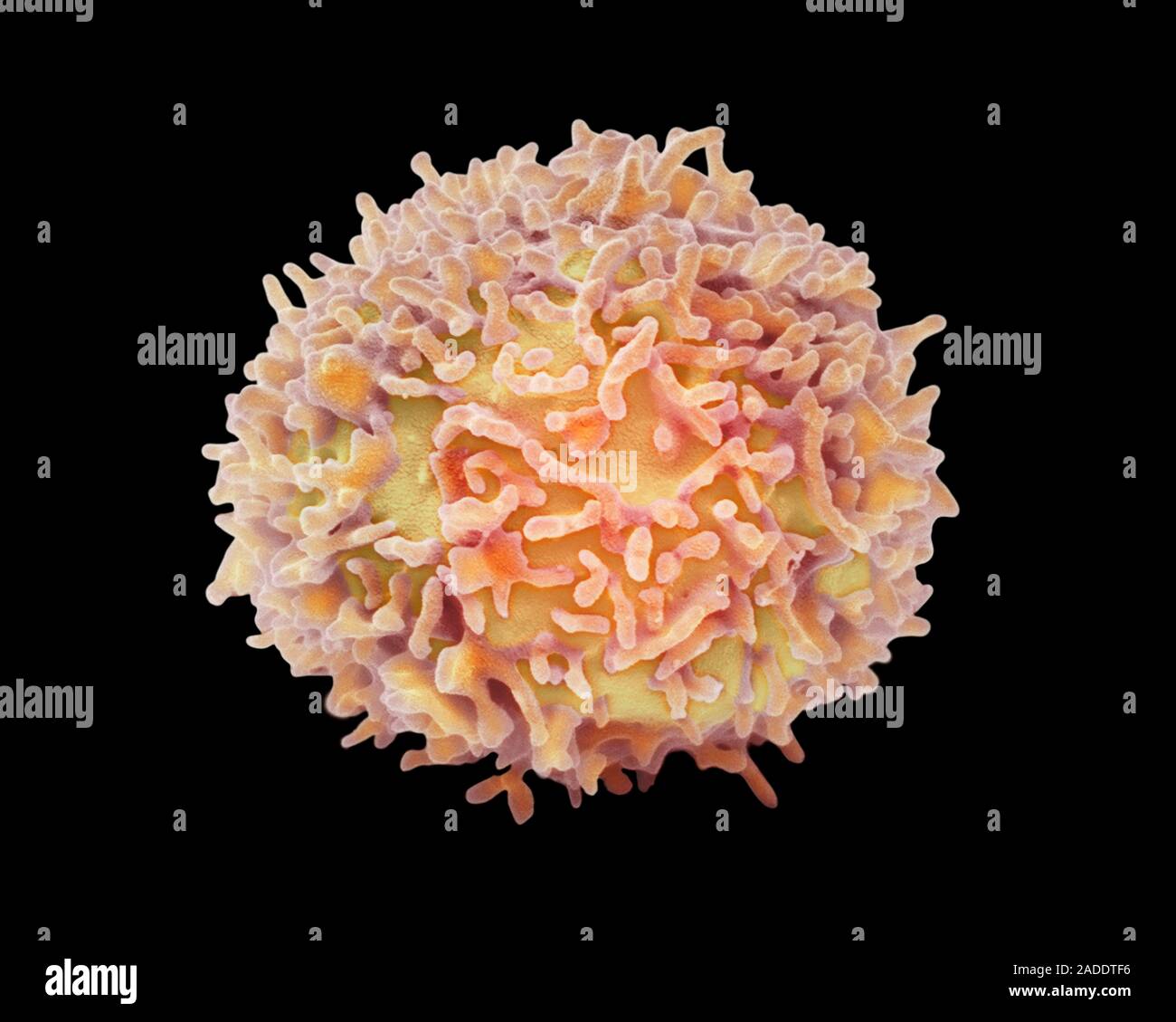 Natural killer (NK) cell, coloured scanning electron micrograph (SEM ...