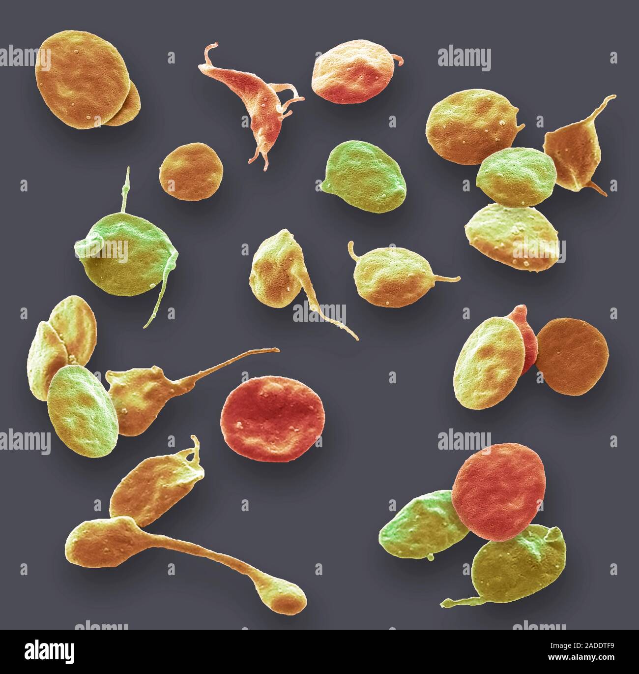 Platelets, coloured scanning electron micrograph (SEM). Platelets are ...