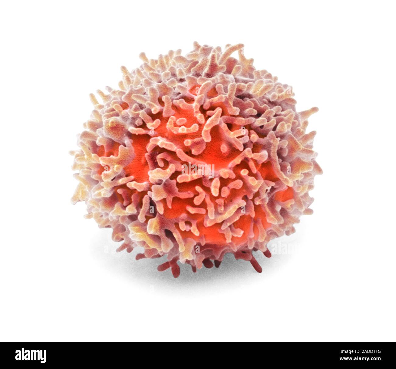 Natural killer (NK) cell, coloured scanning electron micrograph (SEM ...