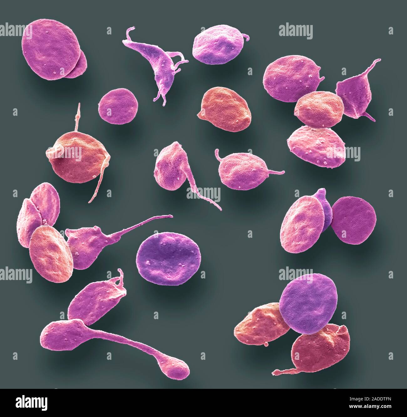 Platelets, coloured scanning electron micrograph (SEM). Platelets are ...
