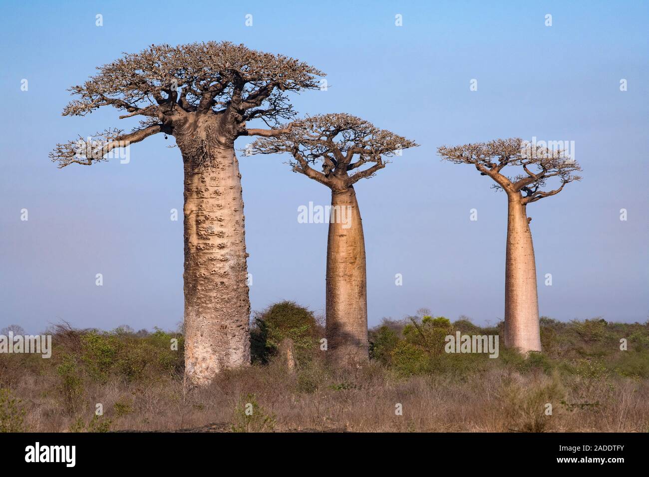 Adansonia za, is a species of baobab tree in the genus Adansonia. These ...