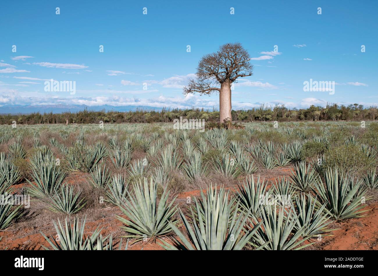 Sisal plantation. Rows of sisal plants (Agavaceae sisalana 'Perrine ...
