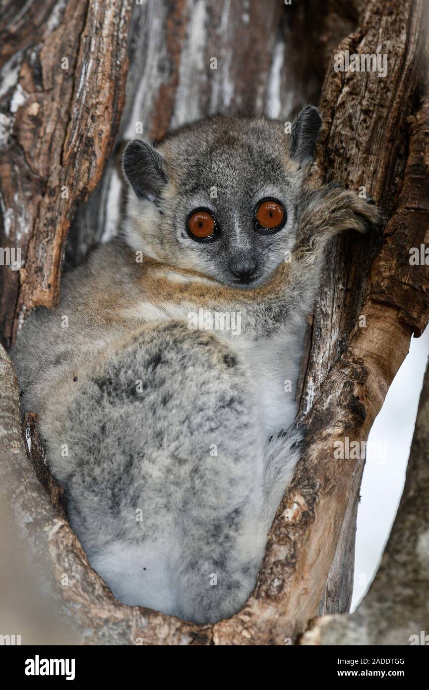 White-footed sportive lemur (Lepilemur leucopus) in a tree. All lemurs ...