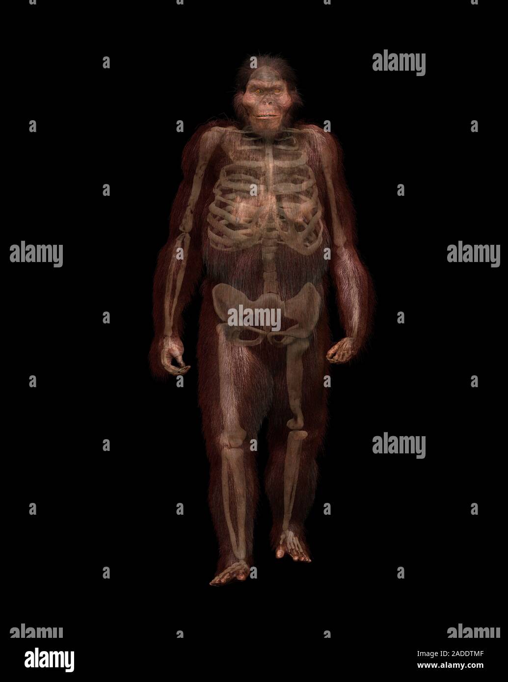 Little foot Australopithecus, illustration. Little Foot is a nearly ...