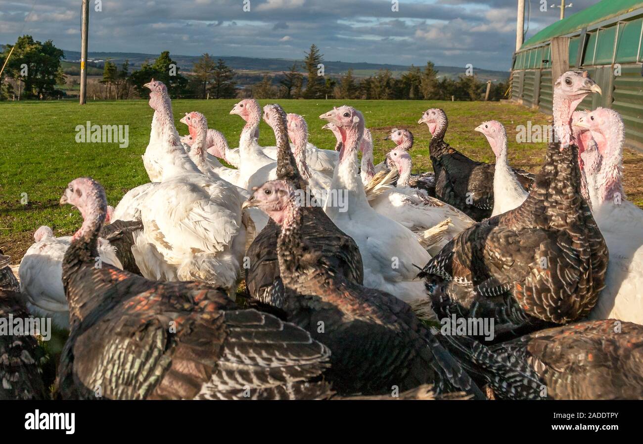 East ferry cork hi-res stock photography and images - Alamy