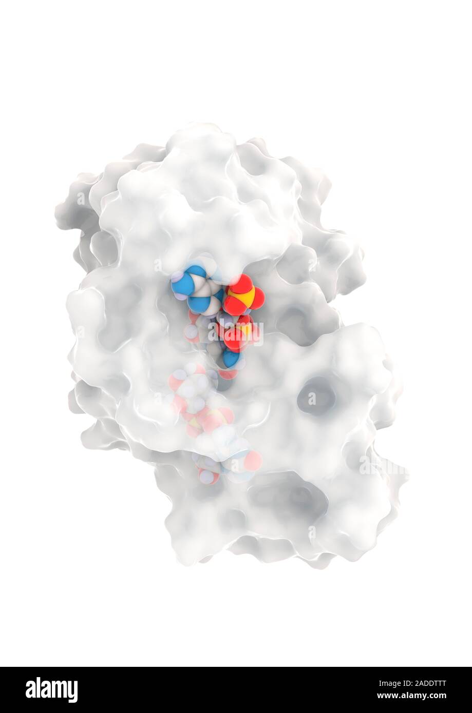 GDP-L-fucose synthase enzyme, molecular model. Bound to the enzyme is a ...