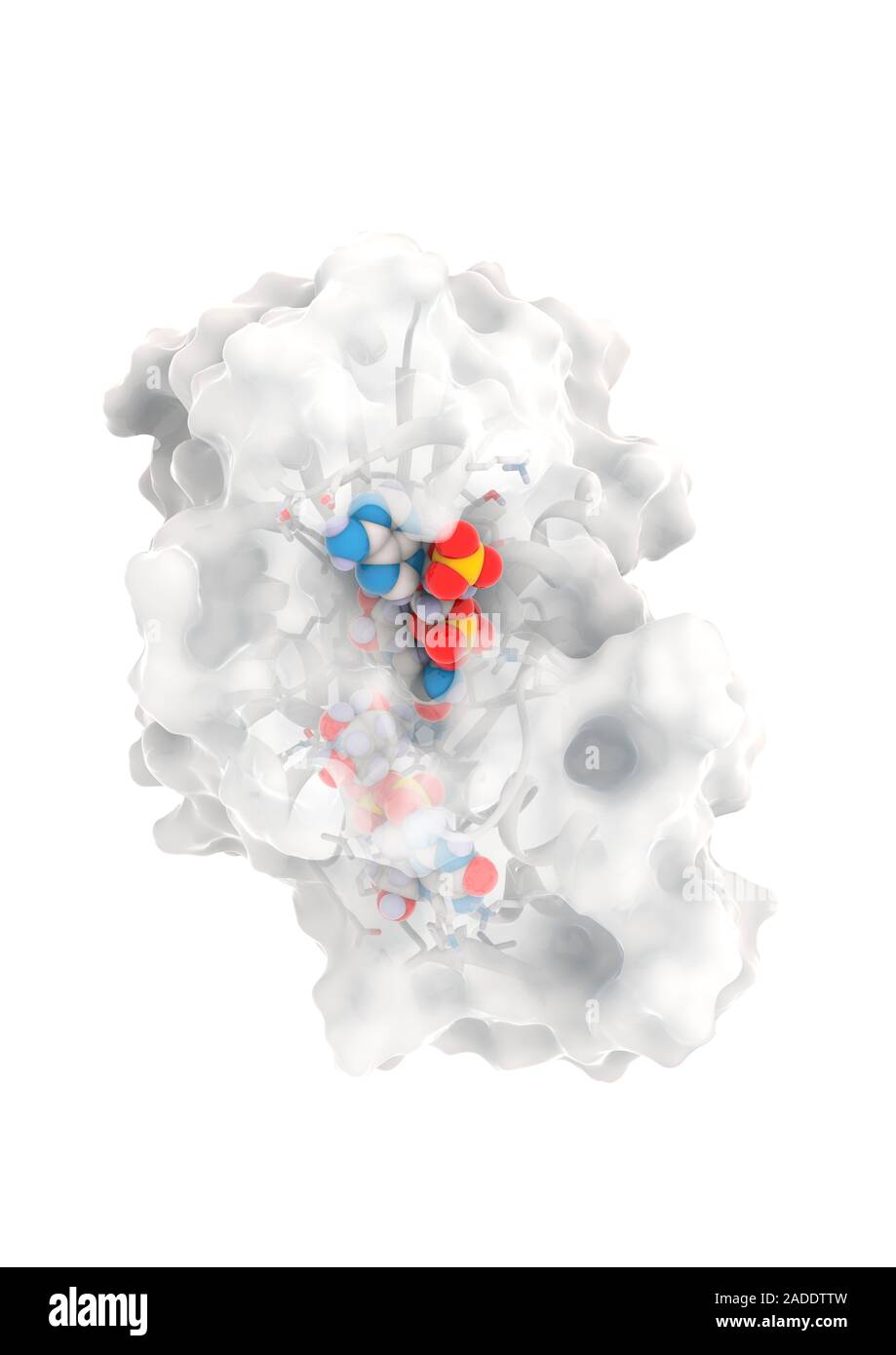 GDP-L-fucose synthase enzyme, molecular model. Bound to the enzyme is a ...