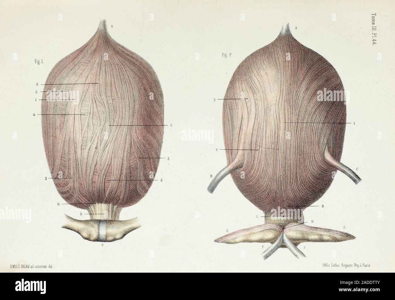 Bladder anatomy, 1866 illustration. Frontal (left) and posterior (right ...