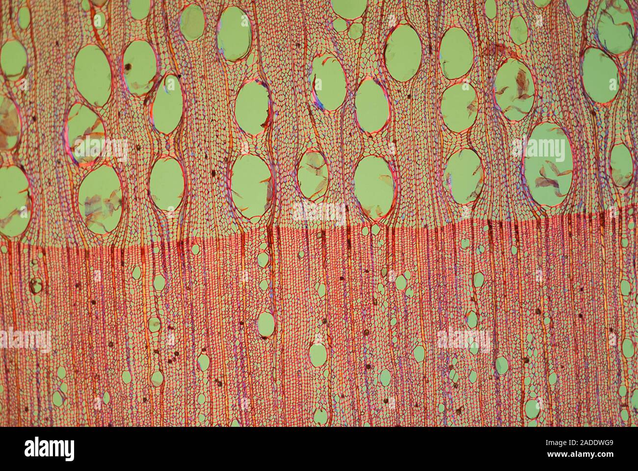 Polarised light micrograph of a cross-section of sweet chestnut, or ...