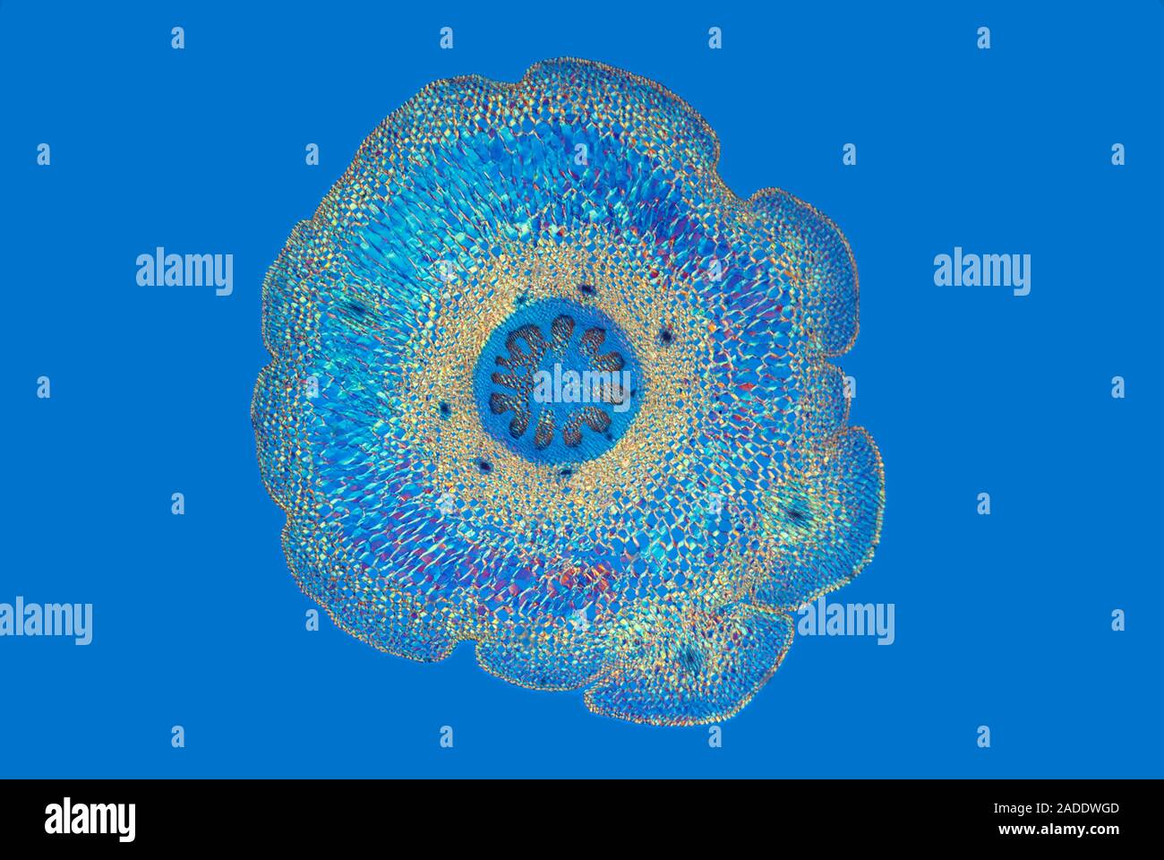 Polarised light micrograph of a cross-section of clubmoss (Lycopodium ...