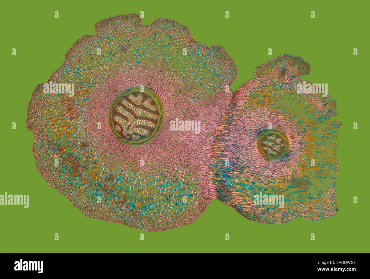 Polarised light micrograph of a cross-section a branching stem of ...