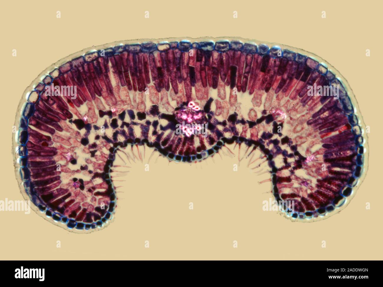 Cross-section of the leaf of a heather plant (Erica sp.) imaged using ...