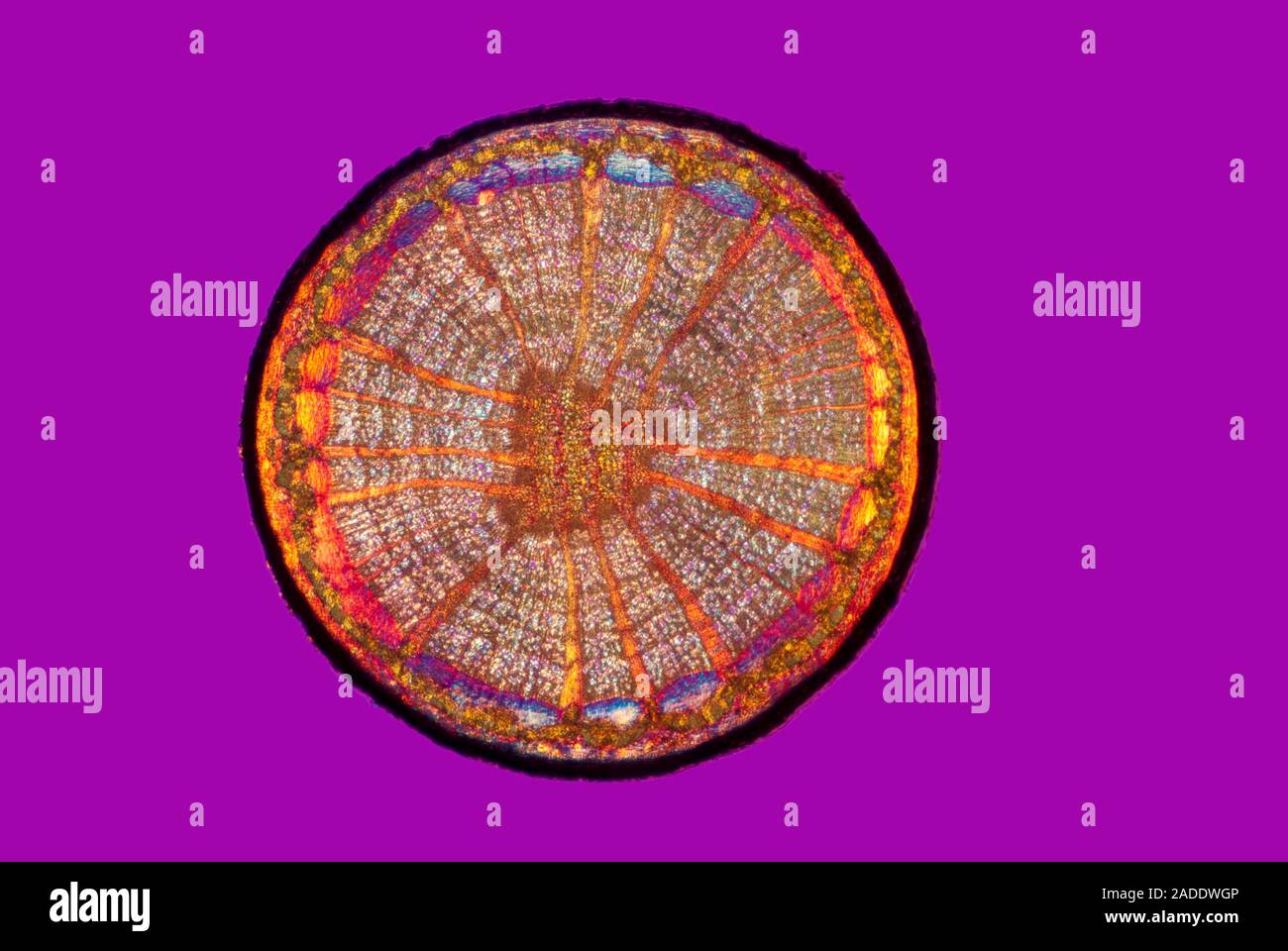Polarised light micrograph of a cross-section of a young stem of the ...