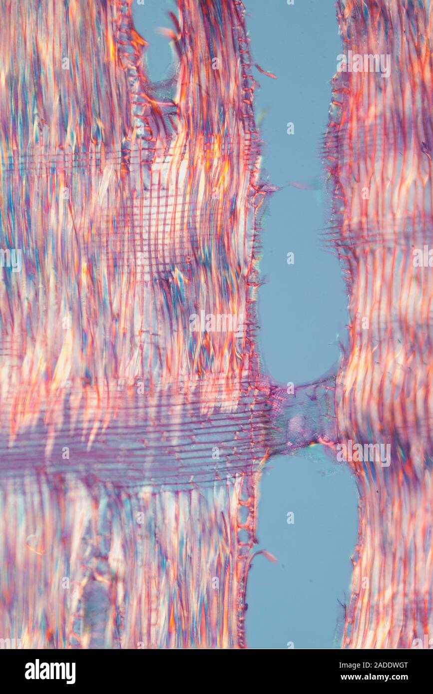 Polarised light micrograph of a section of the mature wood of the ...