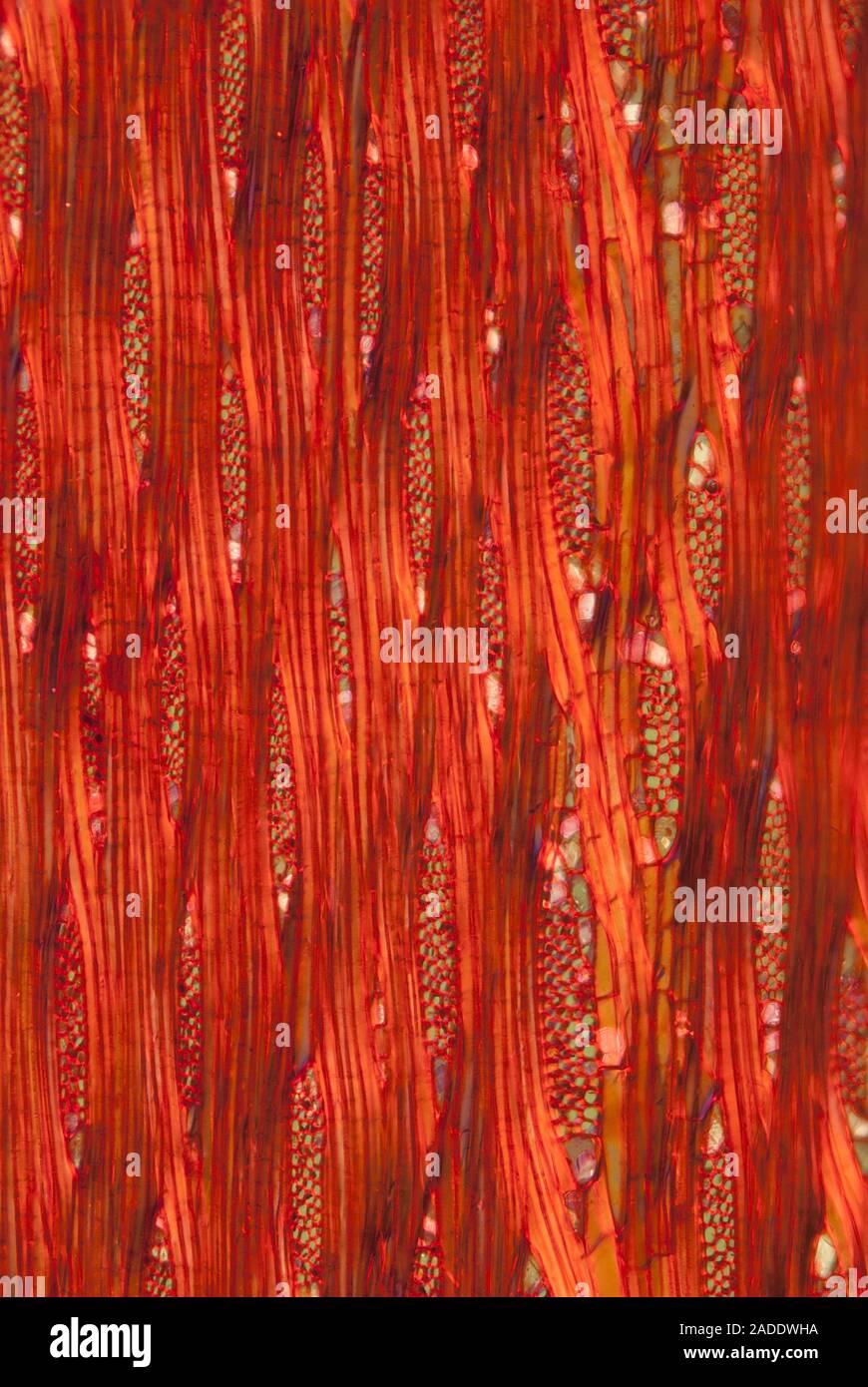 Polarised light micrograph of a tangential section of the mature wood ...